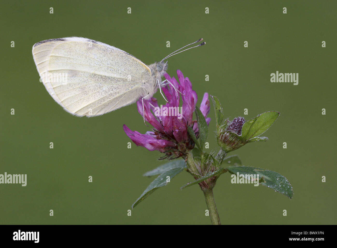 animal animals butterfly butterflies insect insects europe european ...