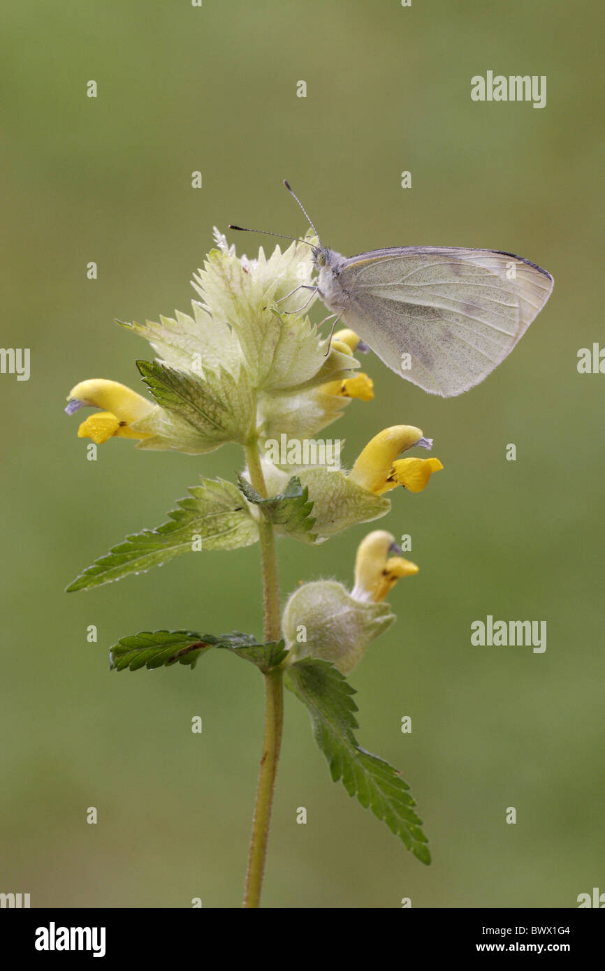 animal animals butterfly butterflies insect insects europe european ...