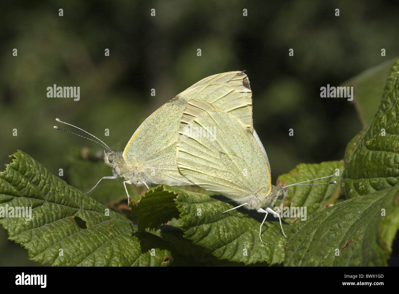 animal animals butterfly butterflies insect insects europe european ...