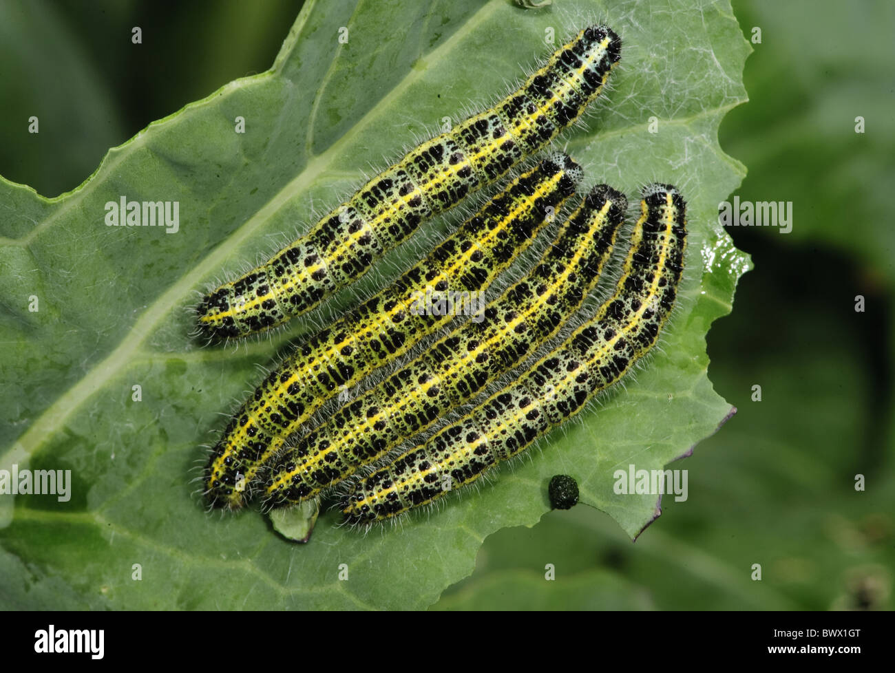 Pieris rapae cabbage caterpillars Cabbage white animal animals ...