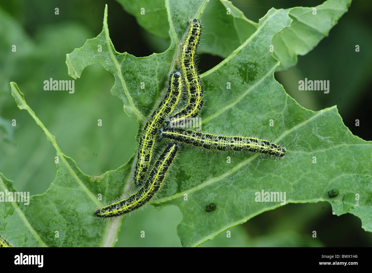 Pieris rapae Cabbage white caterpillars cabbage animal animals ...