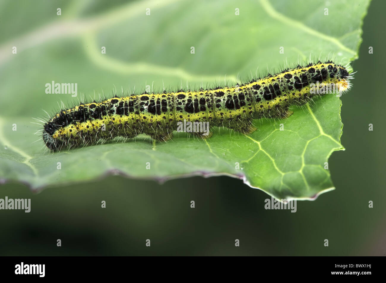 Pieris rapae Cabbage white caterpillars cabbage animal animals ...