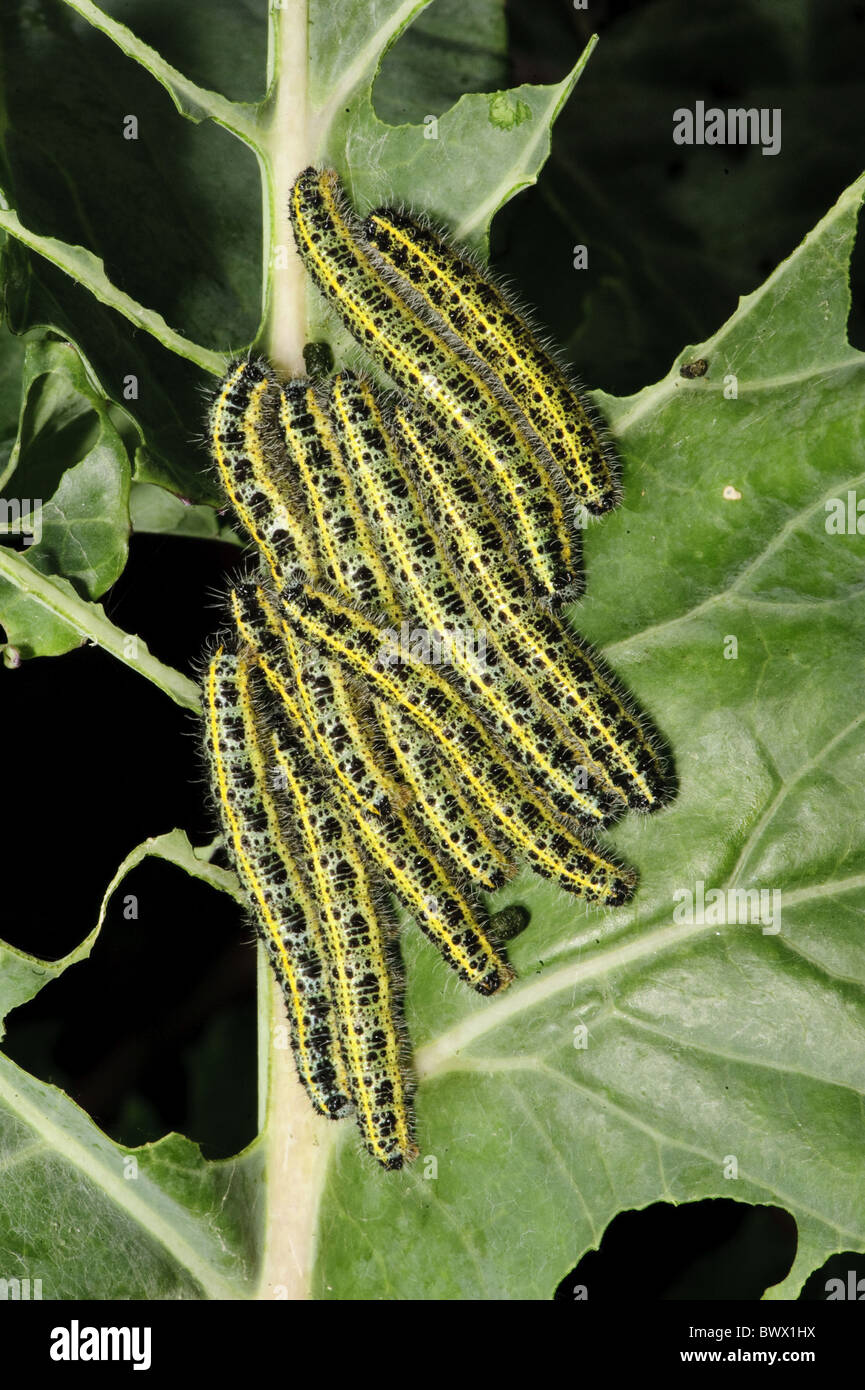 Pieris rapae cabbage caterpillars Cabbage white animal animals ...
