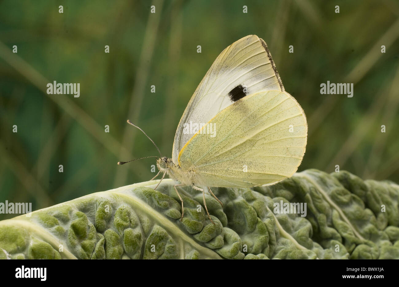 animal animals butterfly butterflies insect insects europe european ...