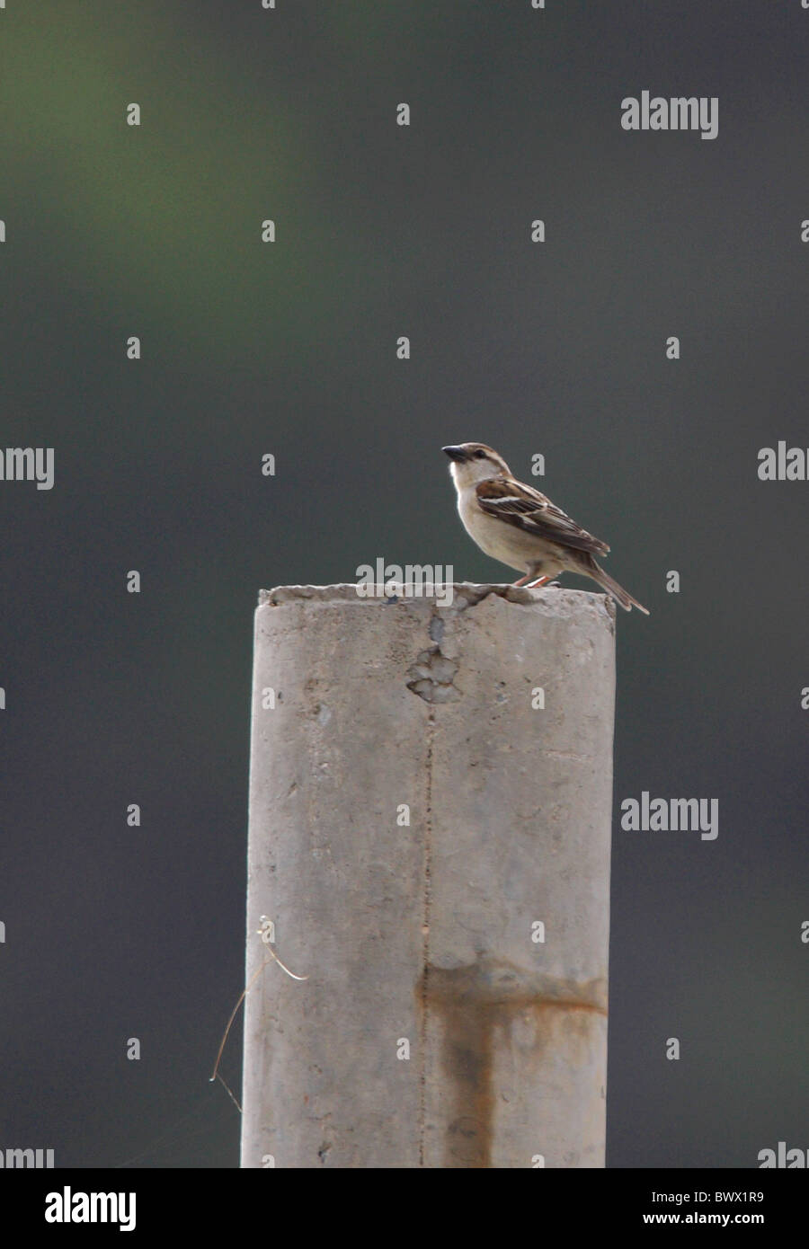 Asian russet sparrow hi-res stock photography and images - Alamy