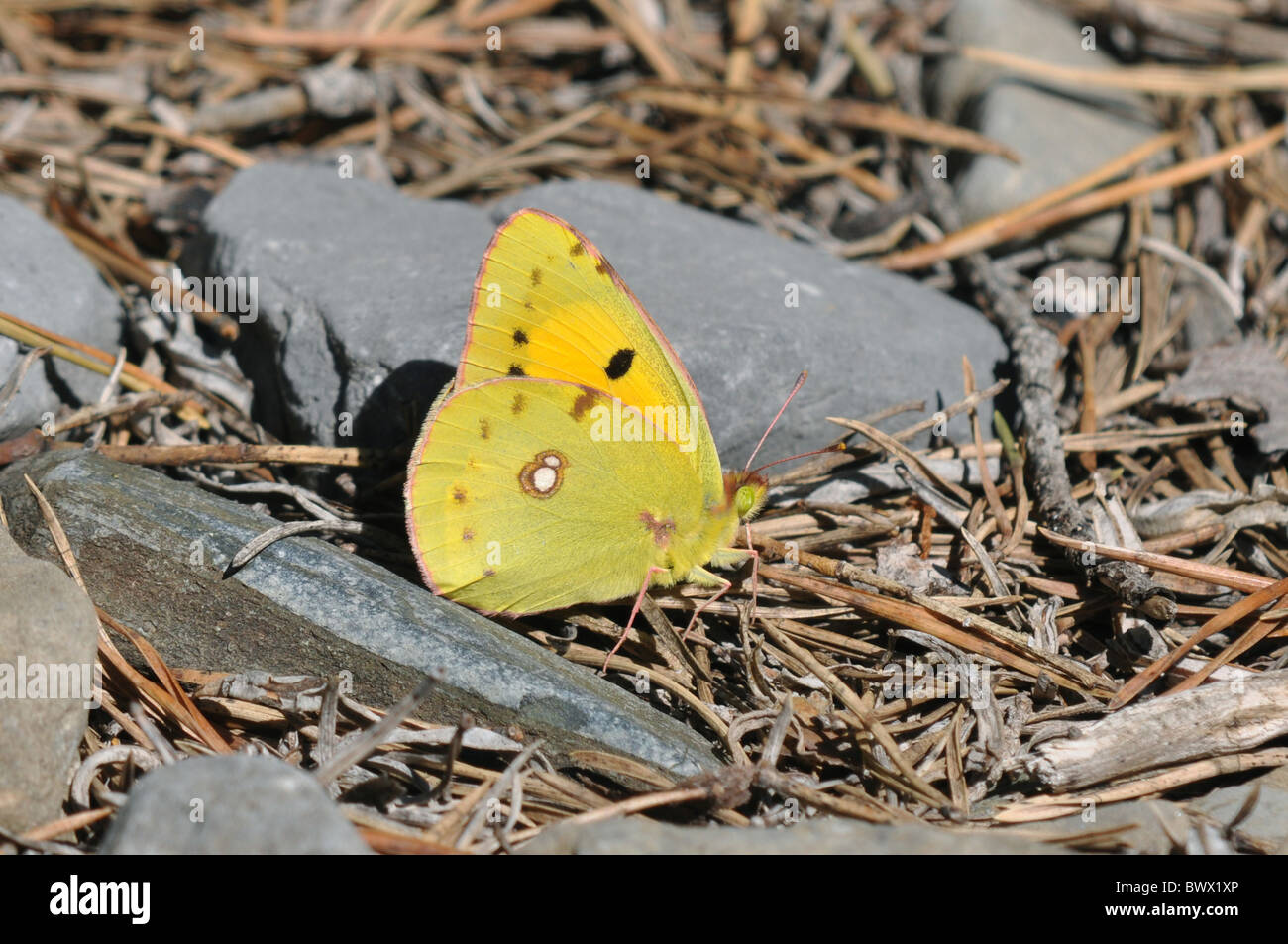 insect butterfly pyrenees spain animal animals butterfly butterflies ...
