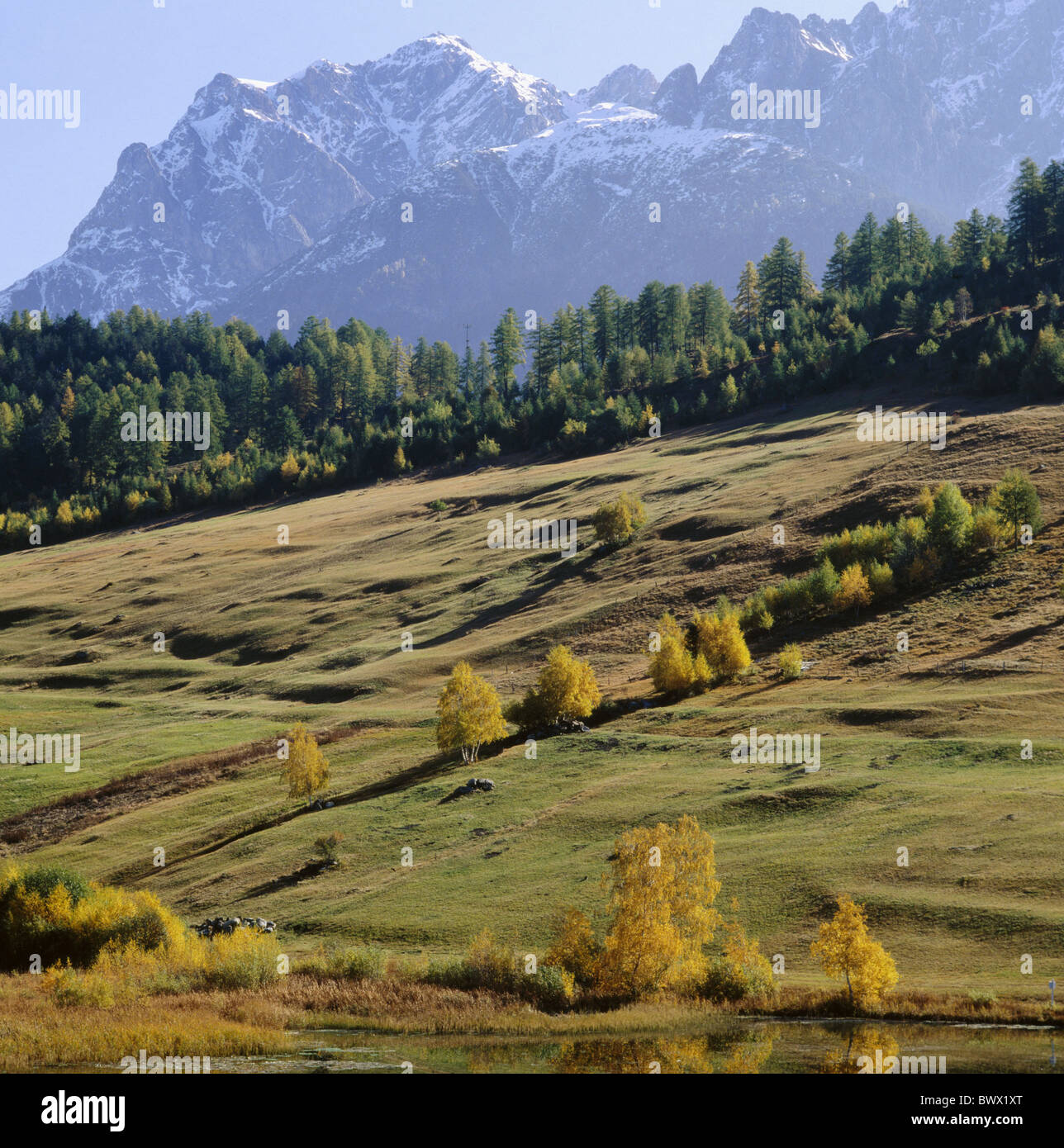 trees Graubunden Grisons autumn autumn mood scenery Switzerland Europe ...