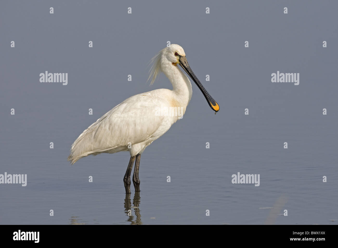 Eurasian Spoonbill Platalea leucorodia Stock Photo - Alamy