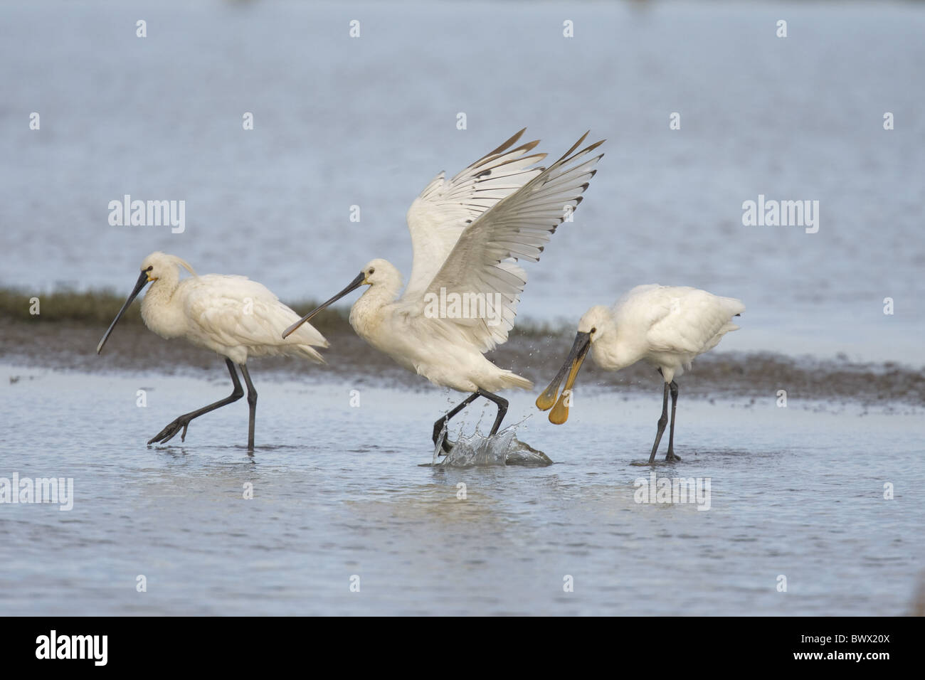 Eurasian Spoonbill Platalea leucorodia Stock Photo - Alamy