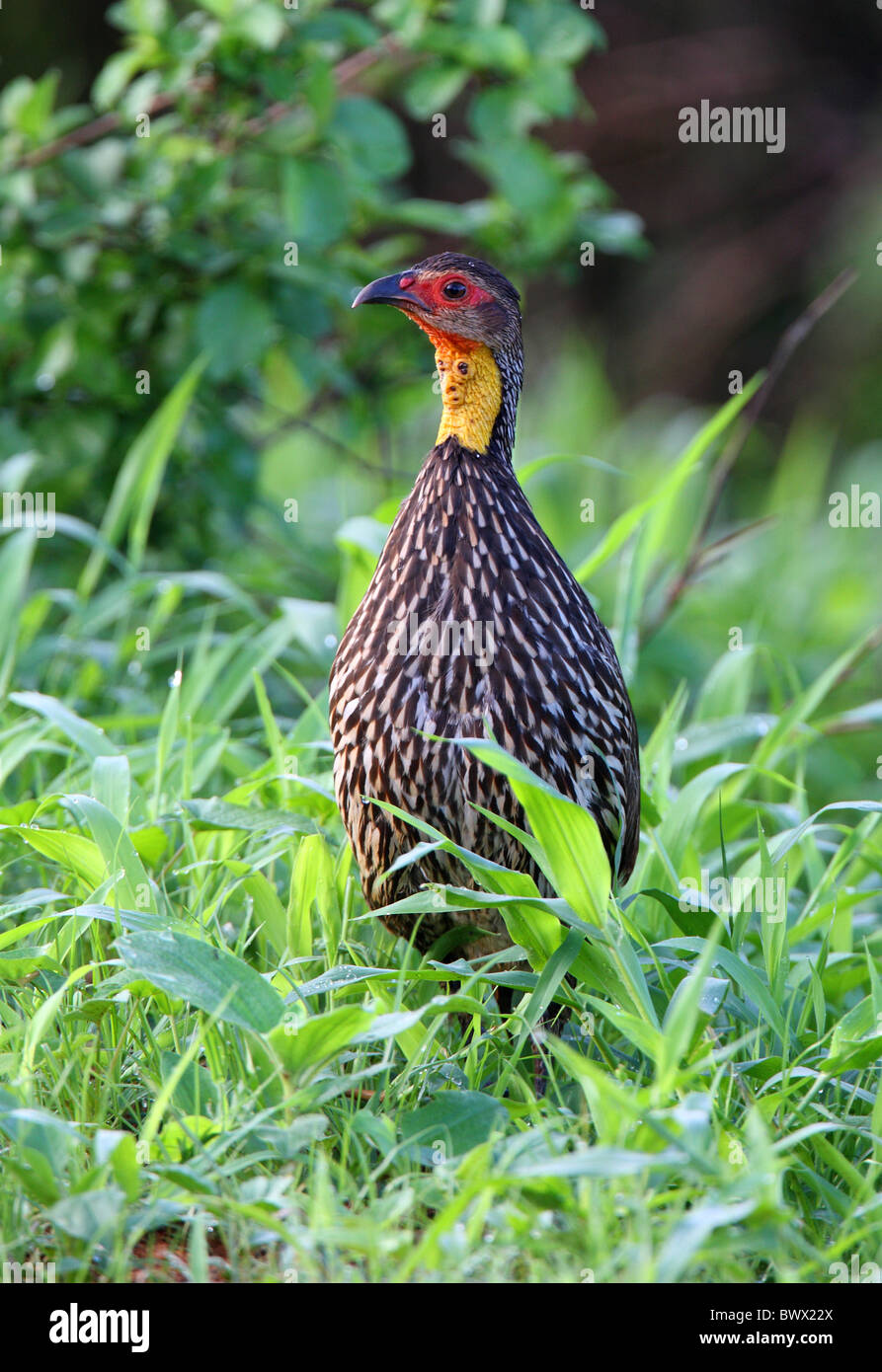 Yellow-necked Spurfowl (Francolinus leucoscepus) adult, standing in ...