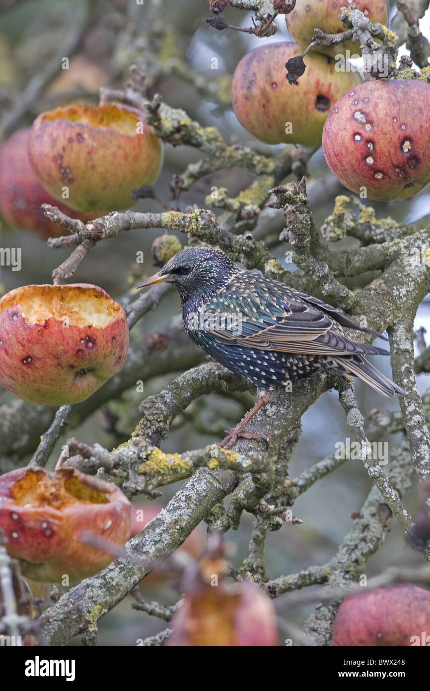 Feeding on apples in tree hi-res stock photography and images - Alamy