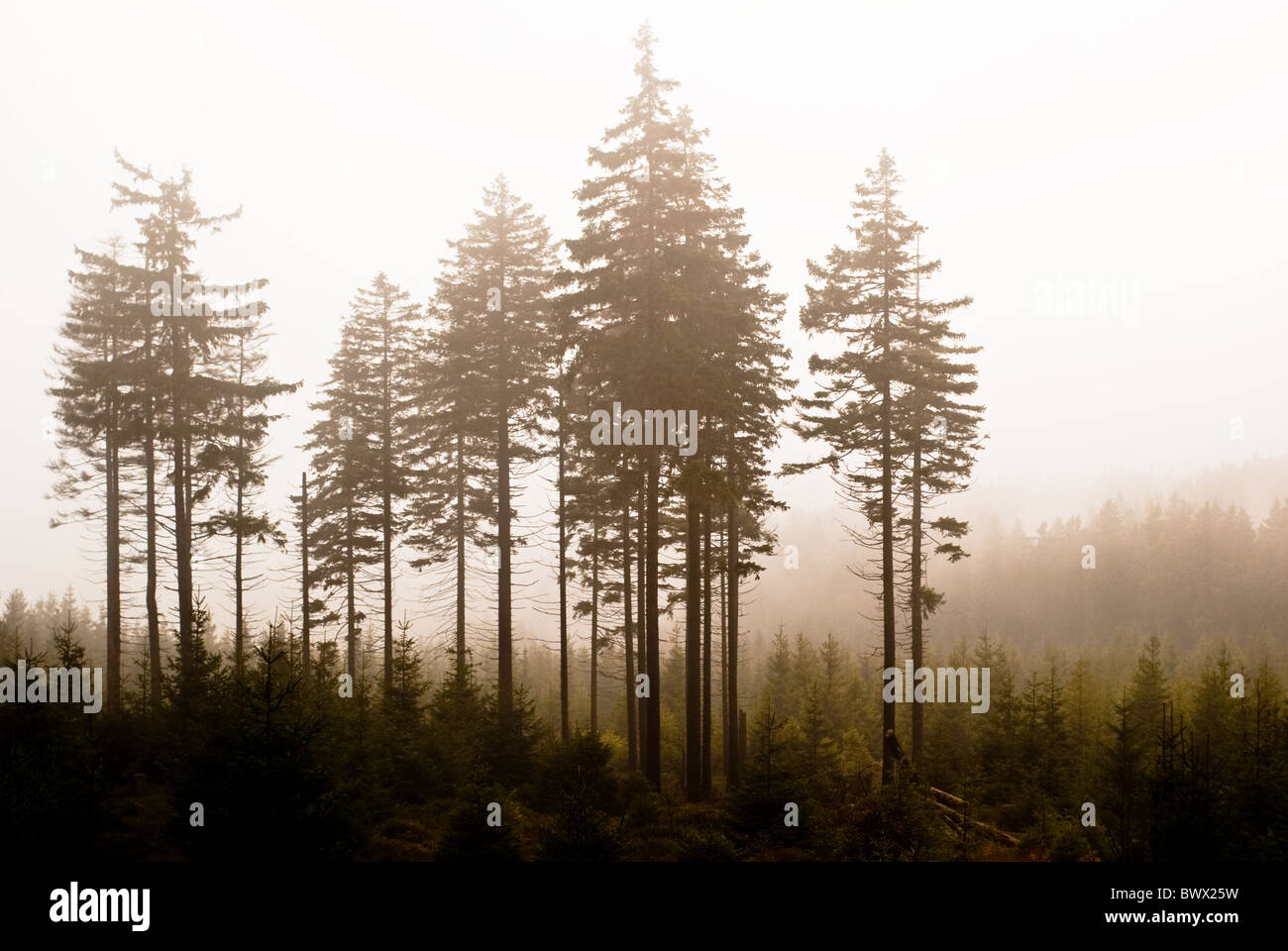 a clearing with trees in fog Stock Photo - Alamy