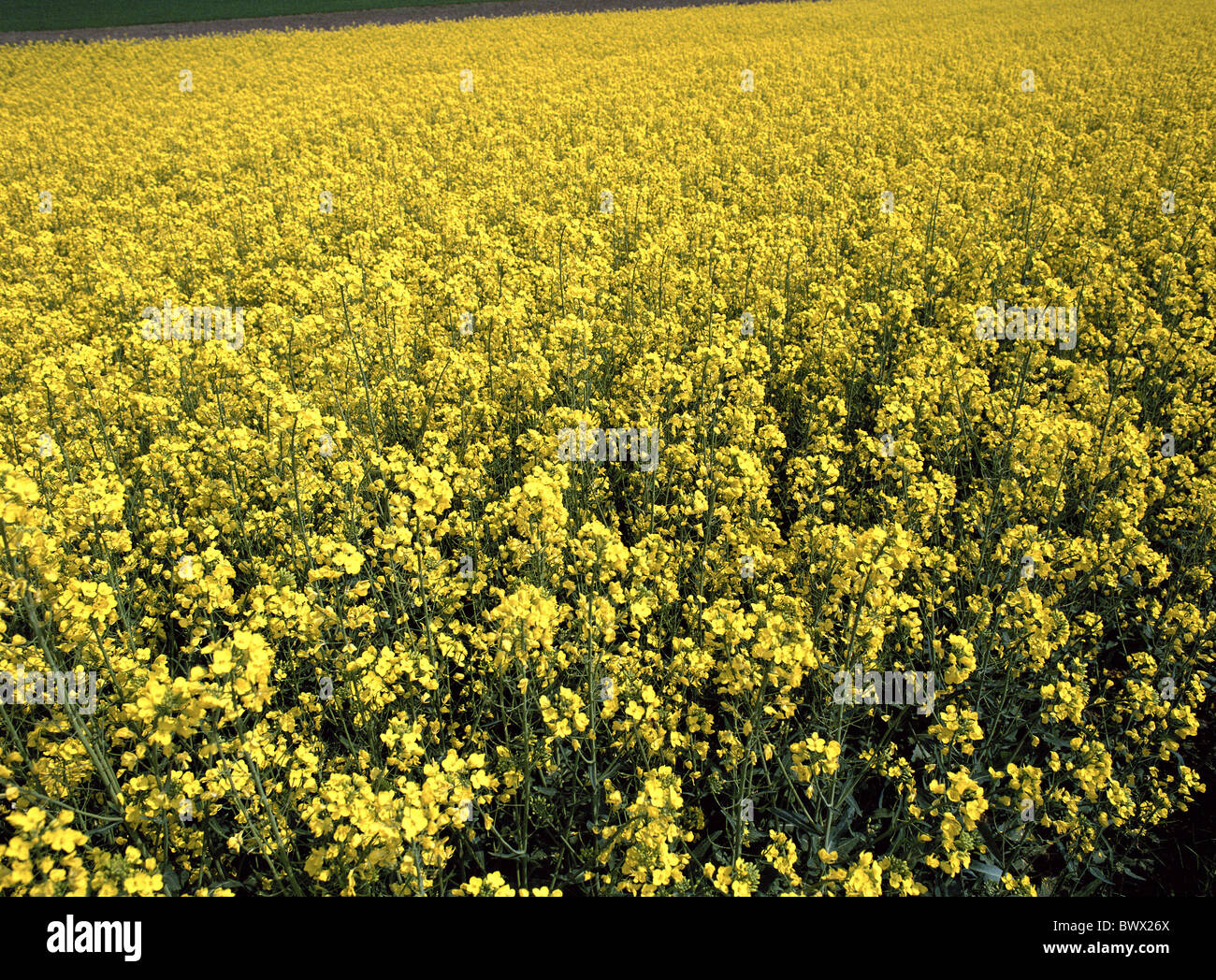 canton Zurich useful plants raps rape field Switzerland Europe Stock ...