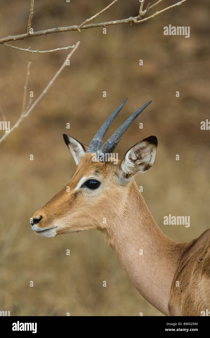 Male Mountain Reedbuck Redunca fulvorufula Kruger National Park South ...