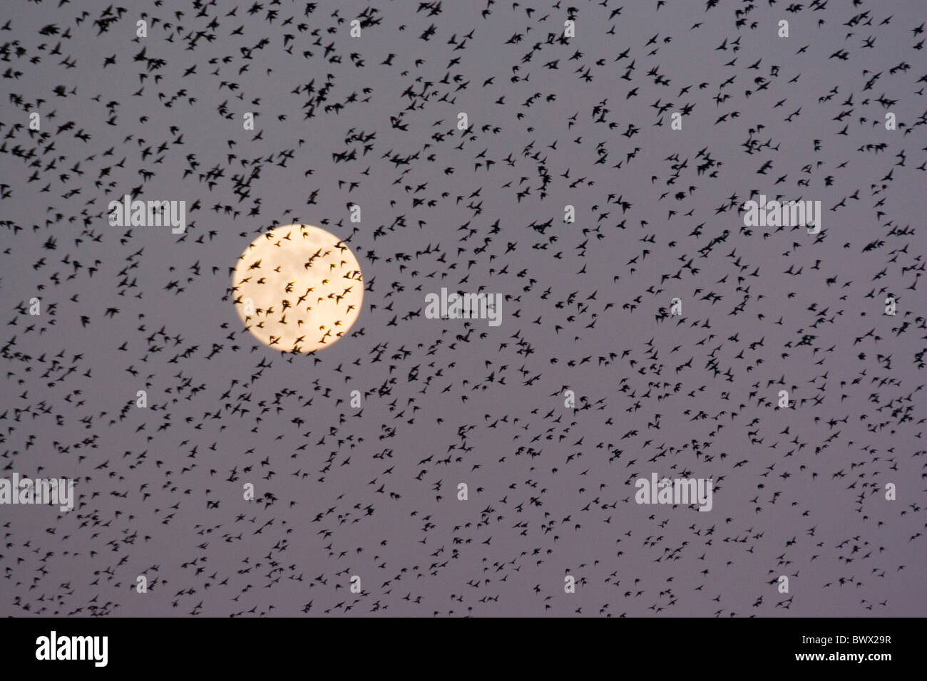 Starling night flight moon hi-res stock photography and images - Alamy
