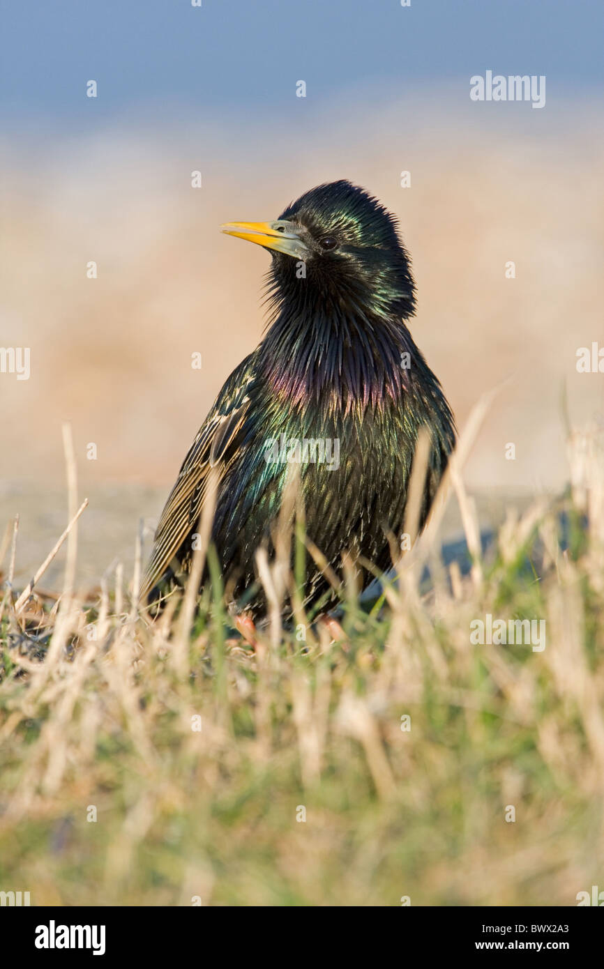 Common Starling (Sturnus vulgaris) adult male, in summer plumage ...