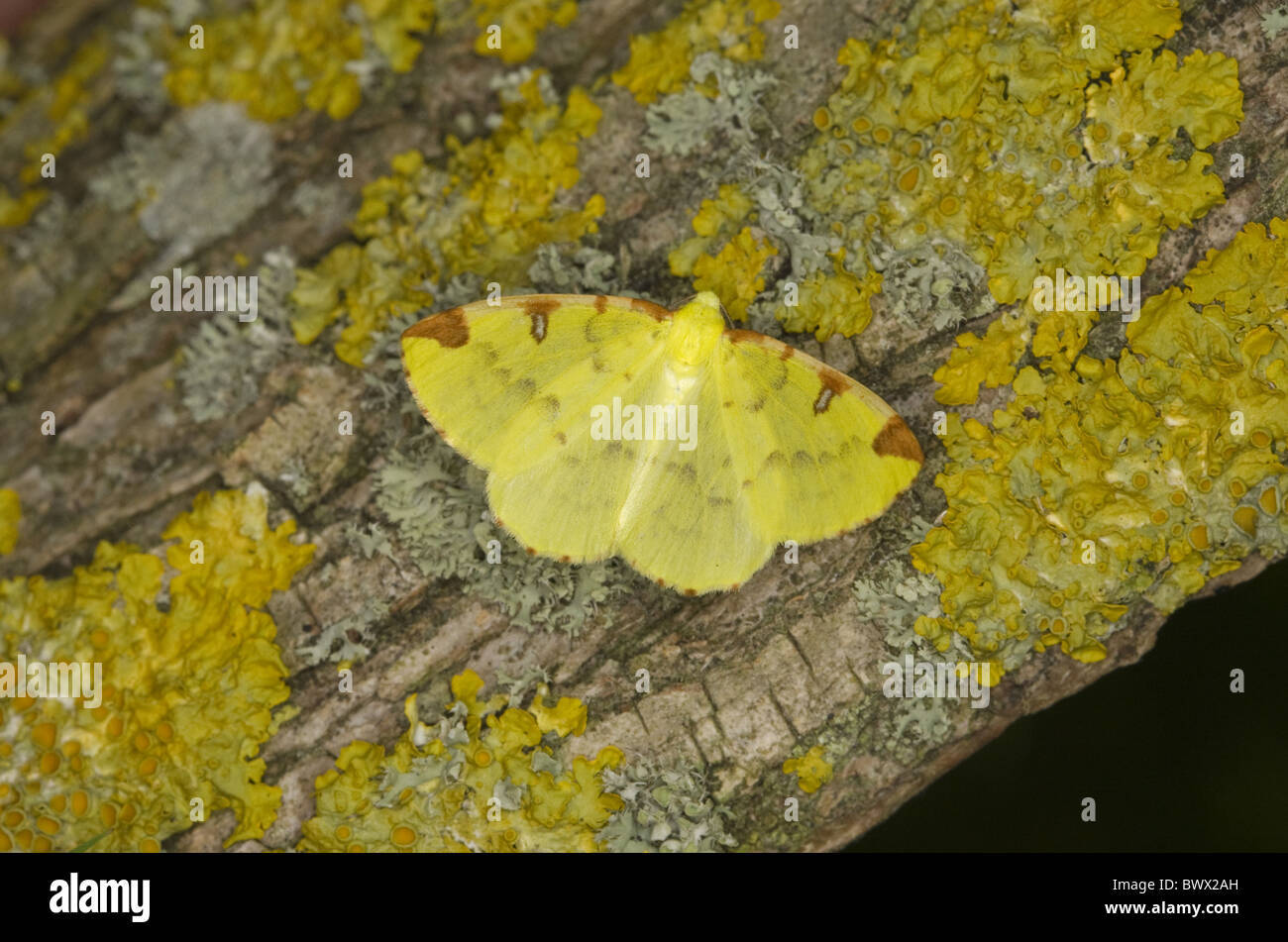 animal animals moth moths lepidoptera insect insects europe european ...