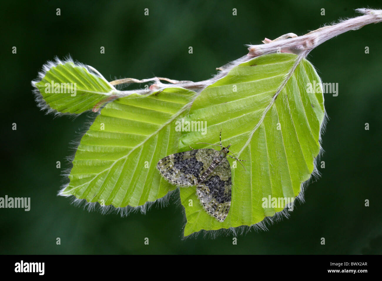 Yellow-barred Brindle (Acasis viretata) adult, resting on Common Beech ...