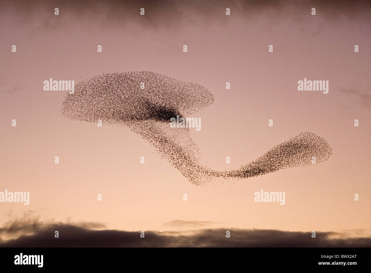 Starlings flying in formation at dusk hi-res stock photography and ...