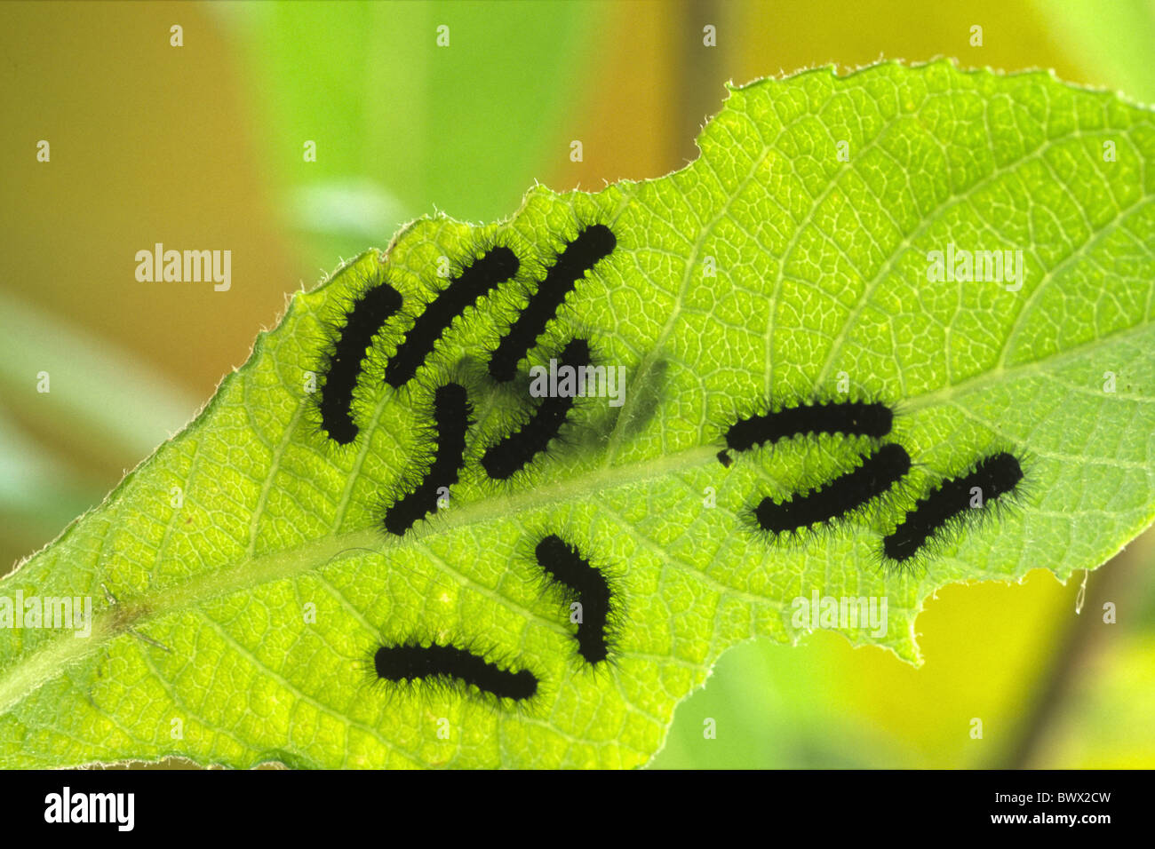 Saturnia pavonia emperor silk silkmoth insect bug nature natural wild ...