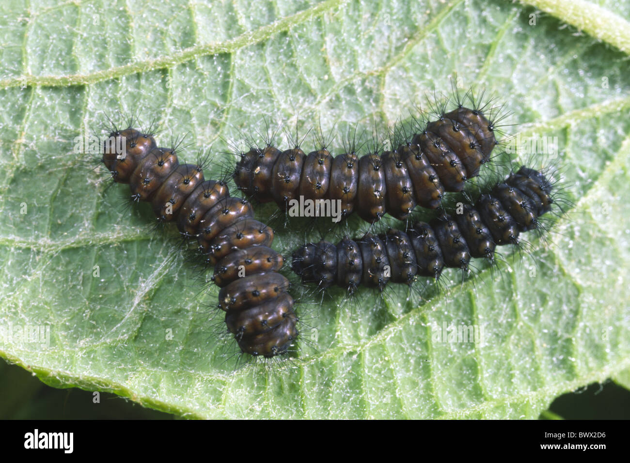 Saturnia pavonia emperor silk silkmoth insect bug nature natural wild ...