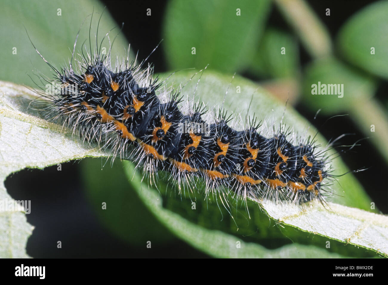 Saturnia pavonia emperor silk silkmoth insect bug nature natural wild ...