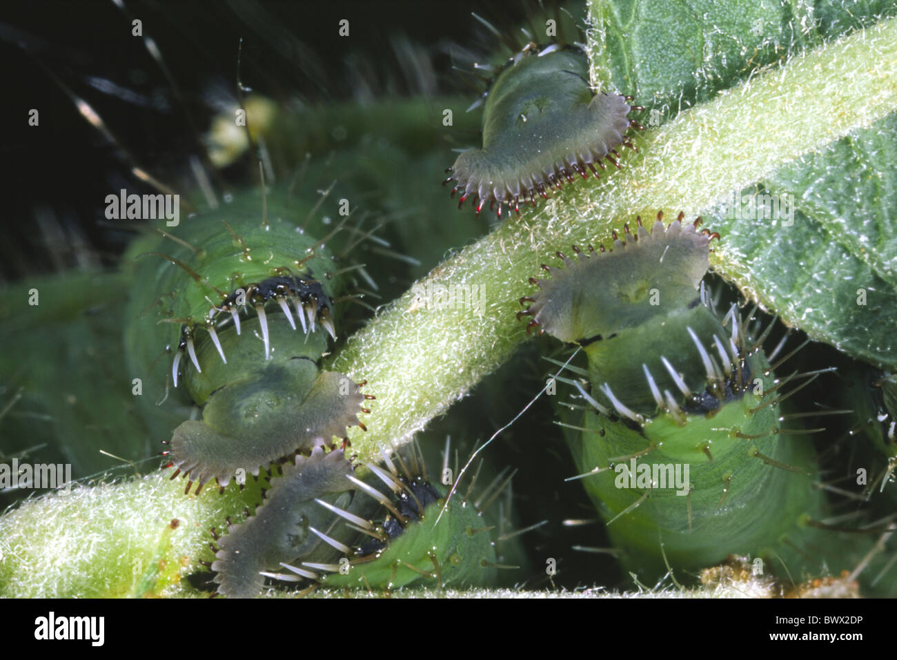 Saturnia pavonia emperor silk silkmoth insect bug nature natural wild ...