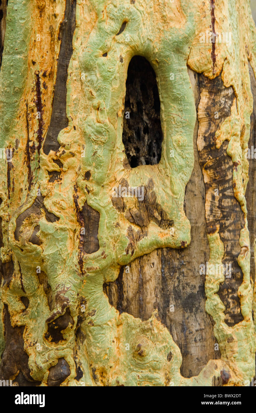 Leadwood Tree Combretum imberbe Wawra Kruger National Park South Africa ...