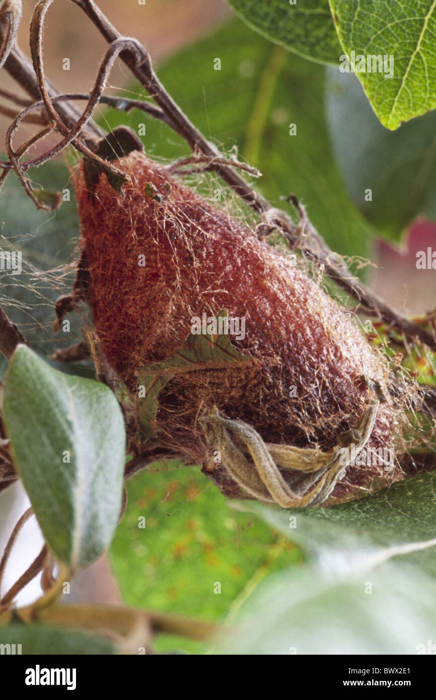 Saturnia pavonia emperor silk silkmoth insect bug nature natural wild ...