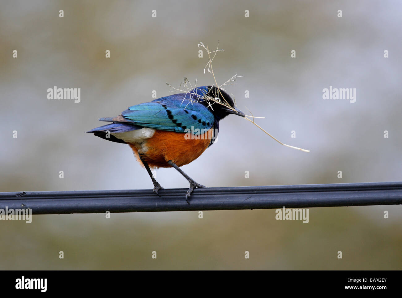 Superb Starling (Lamprotornis superbus) adult, nesting material in beak ...