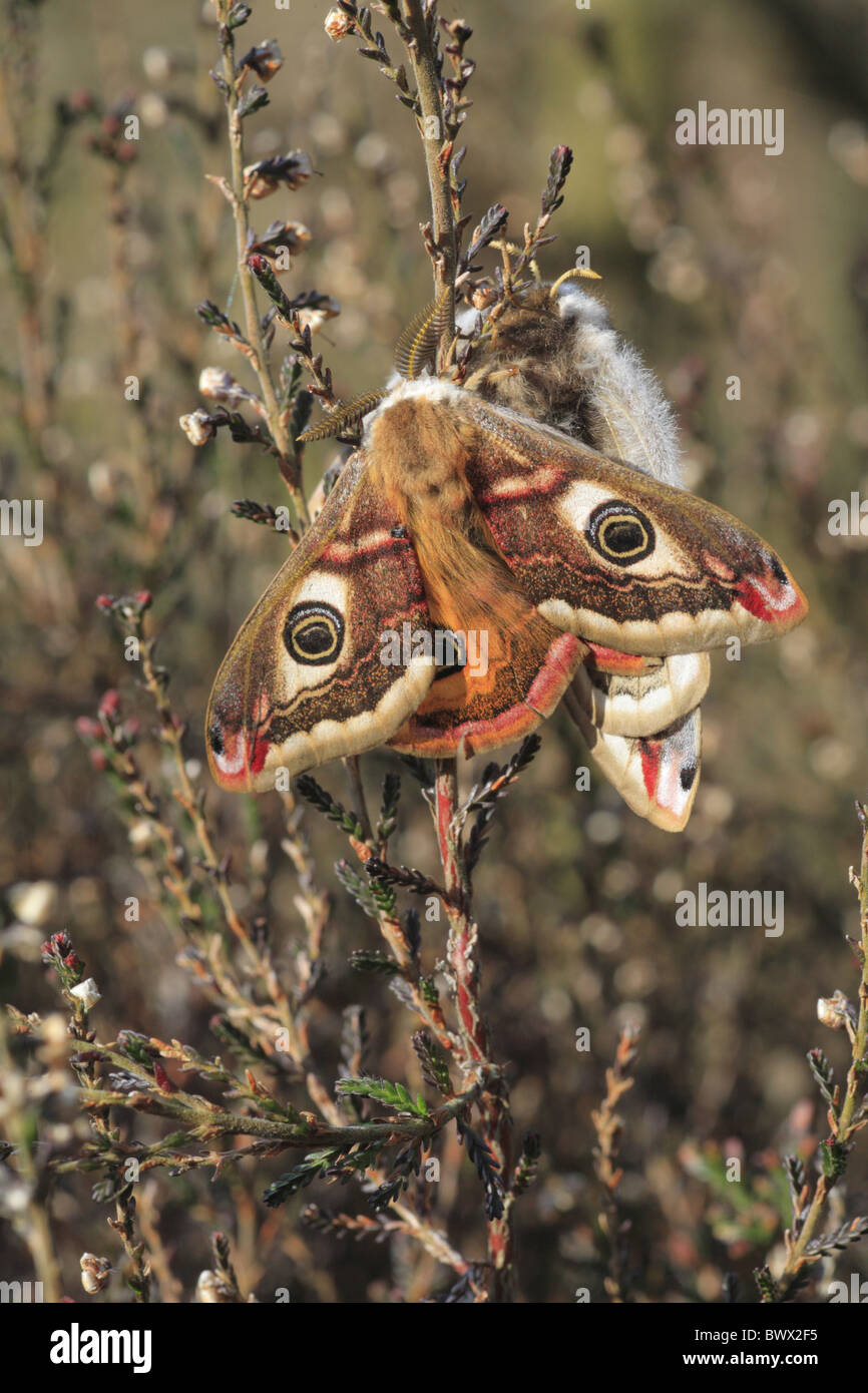 Saturnia pavonia emperor silk silkmoth insect bug nature natural wild ...
