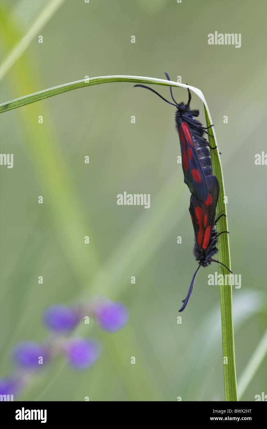 Alpes de Hautes Provences Animals - Fauna - Wildlife Butterflies and ...