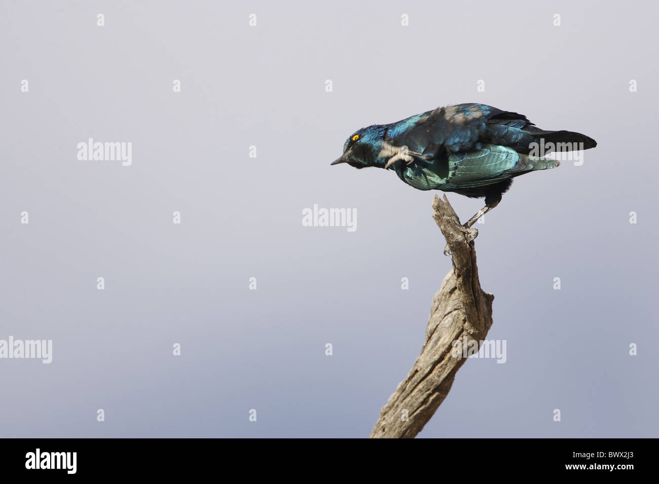 Starling foot hi-res stock photography and images - Alamy