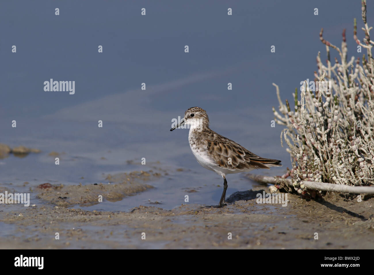 Little Stint (Calidris minuta) adult, summer plumage, spring passage ...