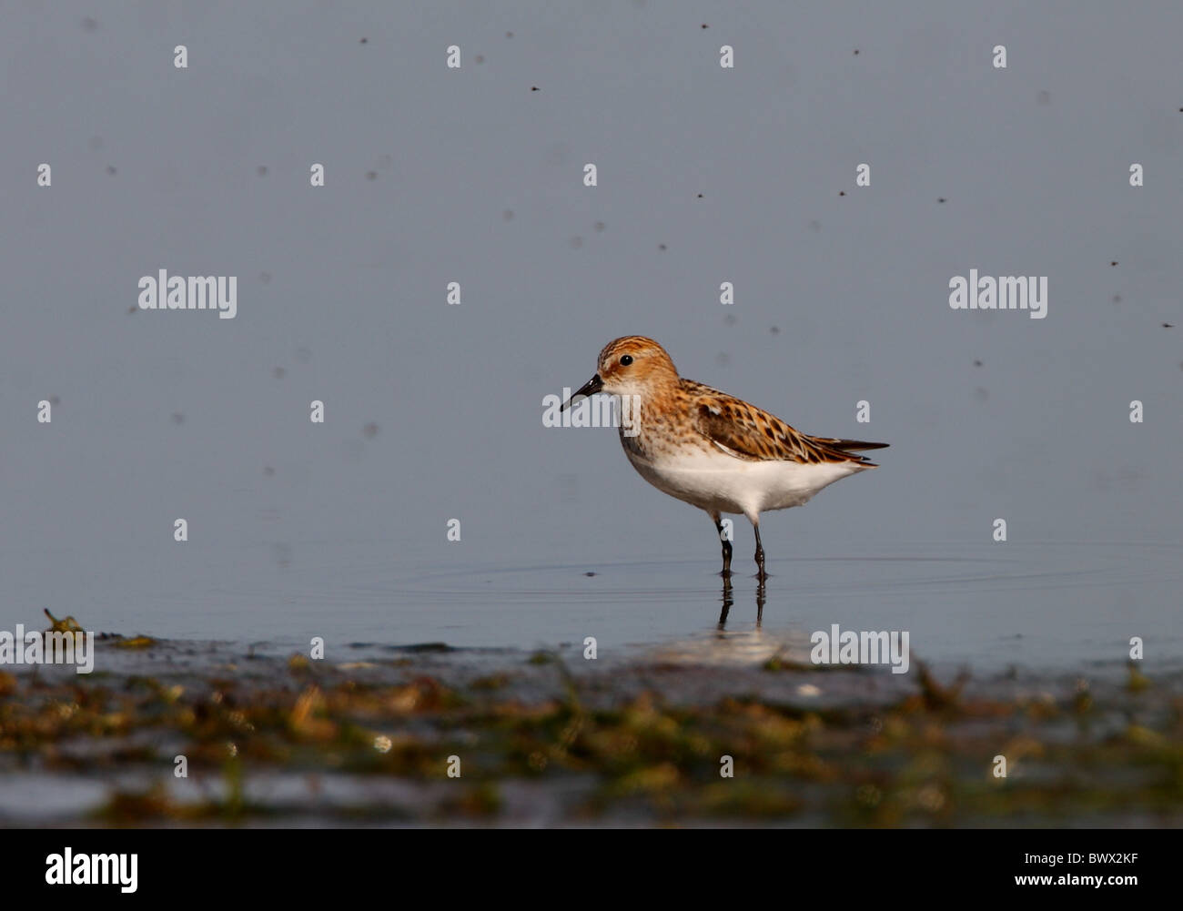 Standing in shallow lake amongst swarm of midges hi-res stock ...