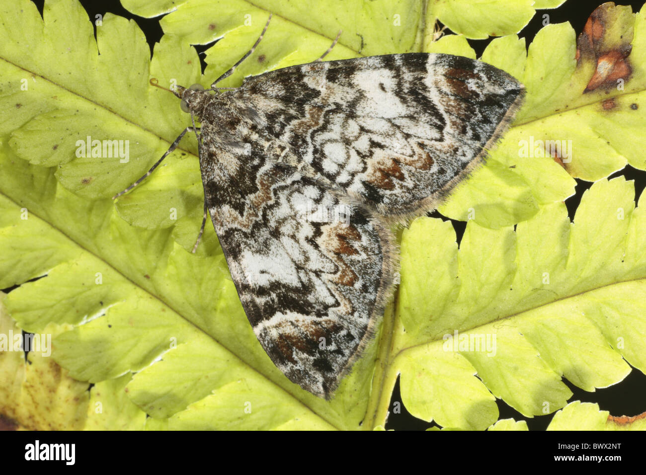 Citrata Stock Photos & Citrata Stock Images - Alamy