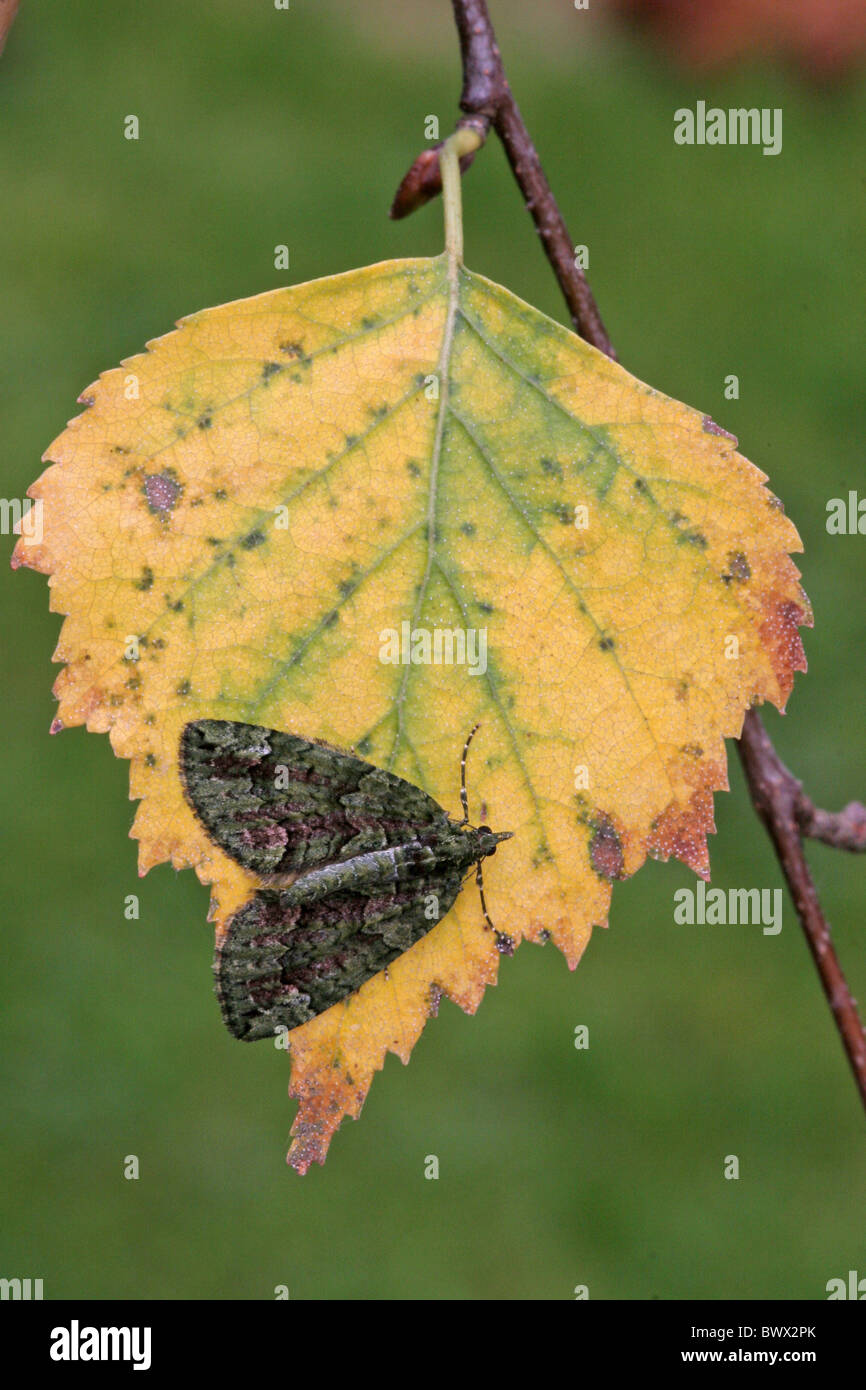 Red green carpet moths hi-res stock photography and images - Alamy