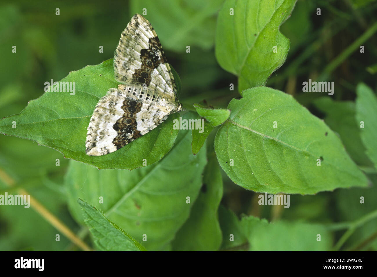 Xanthorhoe montanata silver ground silver-ground carpet insect bug ...