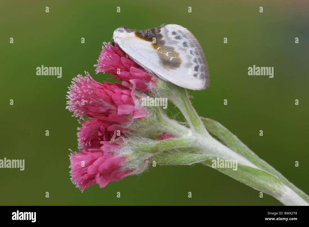 Chinese Character Moth Stock Photos & Chinese Character Moth Stock ...