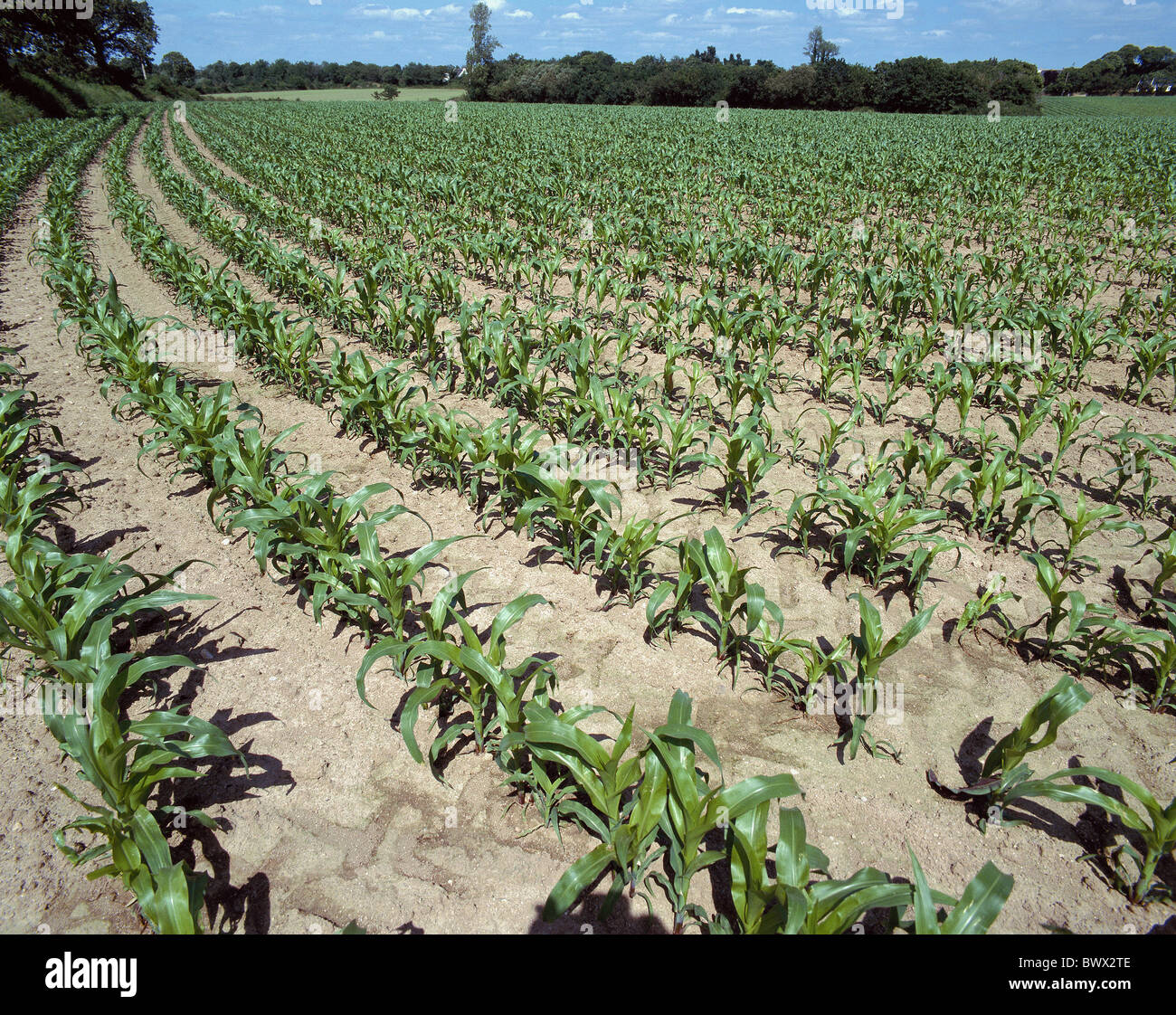 field grow grain rows agriculture cultivation young row line Stock ...