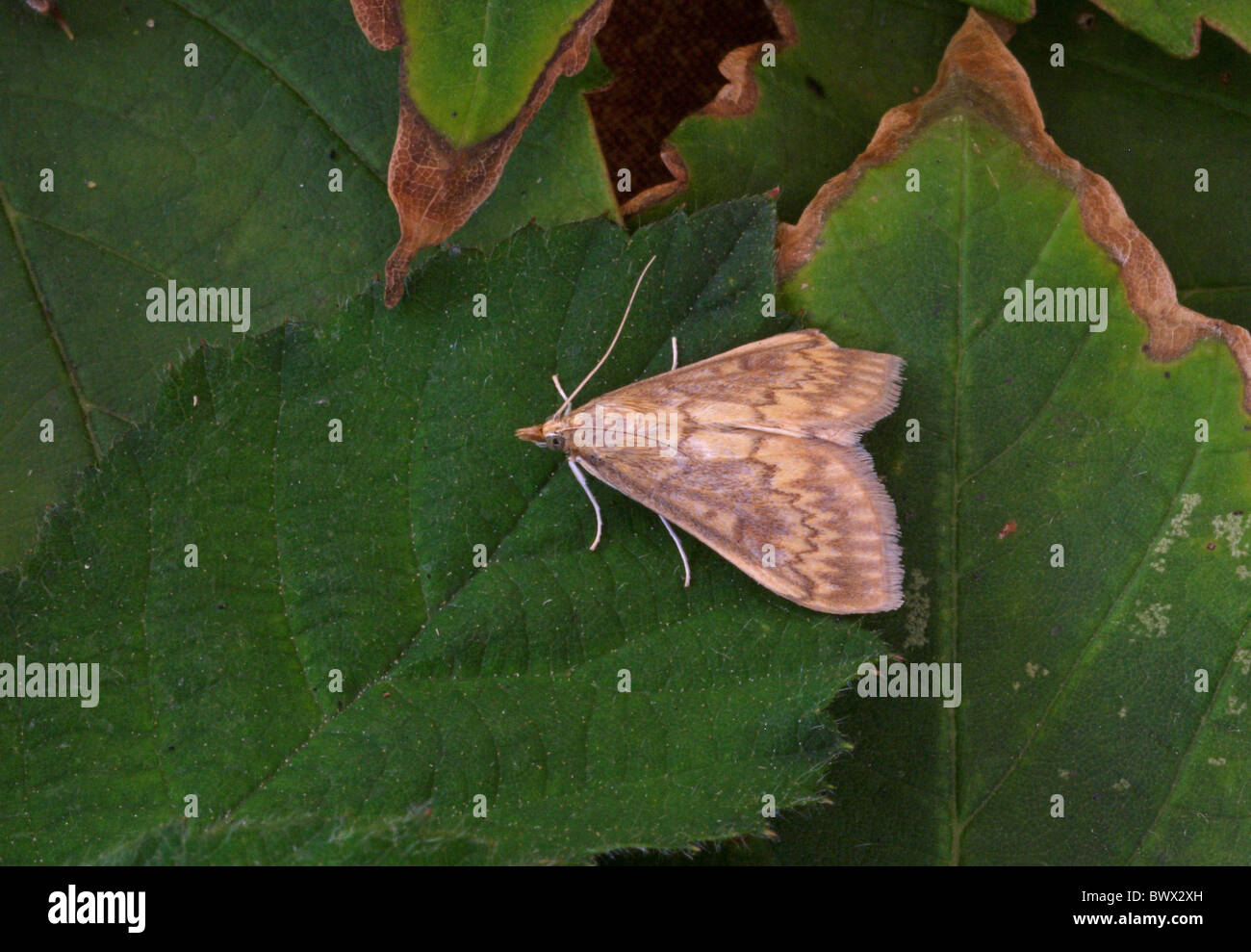 animal animals moth moths lepidoptera insect insects invertebrate ...