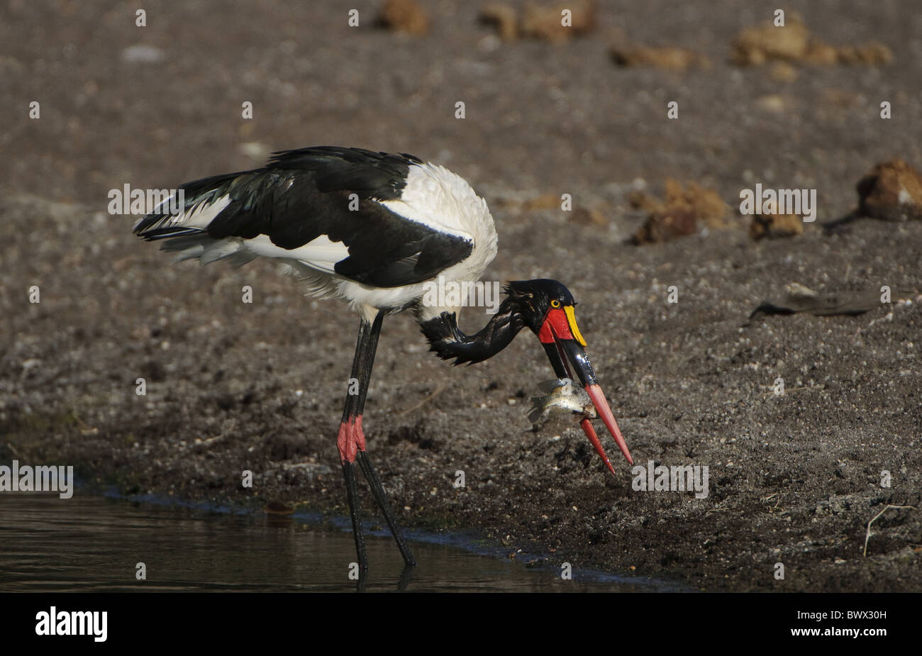 Saddle-billed Stork (Ephippiorhynchus senegalensis) adult female ...