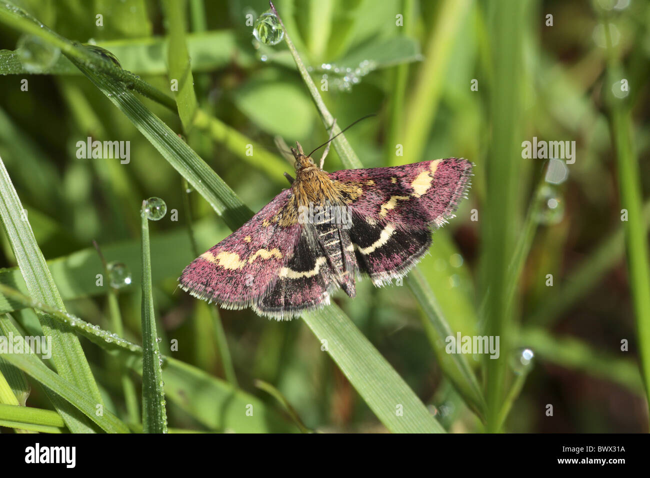Pyrausta purpuralis common purple gold insect bug nature natural wild ...