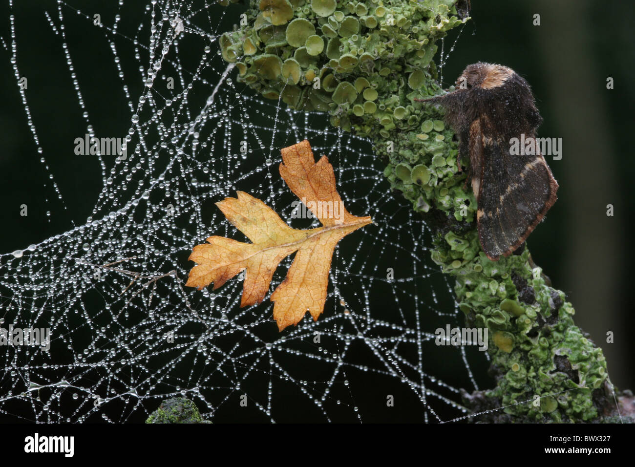 December Moth (Poecilocampa populi) adult male, resting on lichen ...