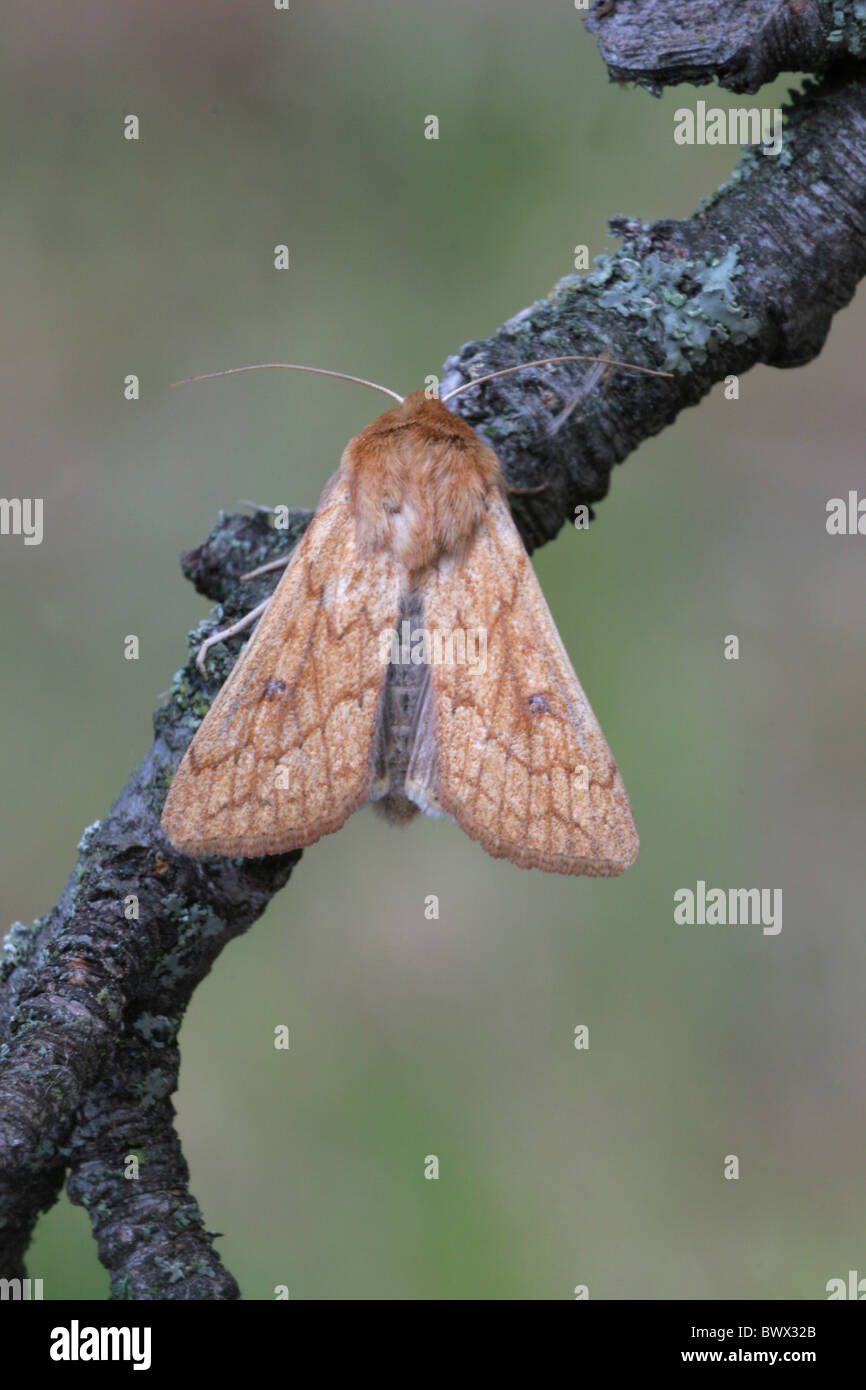 animal animals moth moths lepidoptera insect insects invertebrate ...