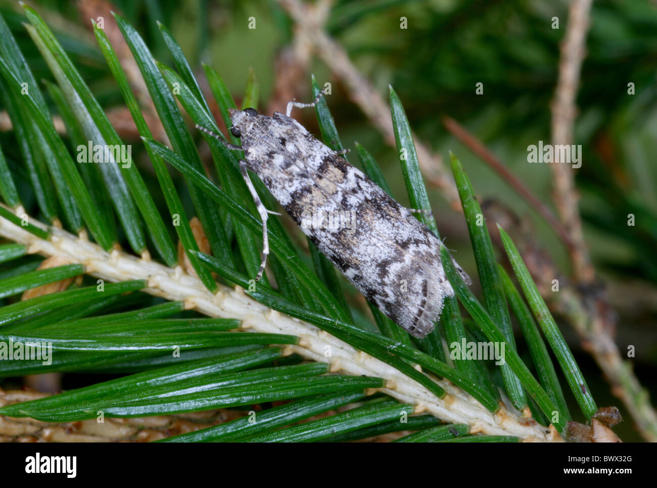 Dioryctria pyralids hi-res stock photography and images - Alamy