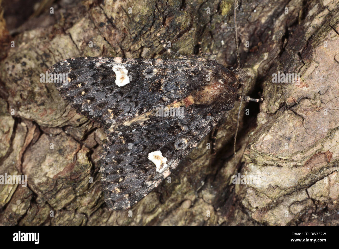 France French Pyrenees ariege nature natural wild wildlife environment ...