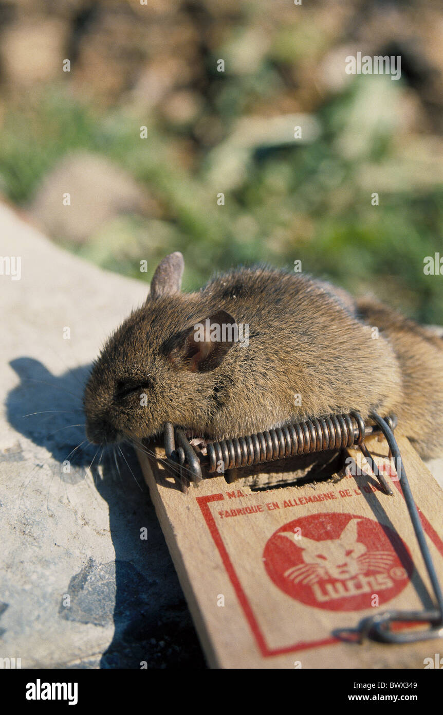 animal problems mouse's plague mousetrap mouse danger threat trap pests ...