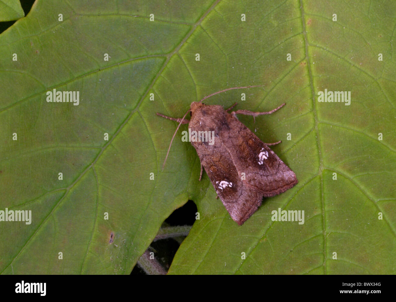 animal animals moth moths lepidoptera insect insects invertebrate ...