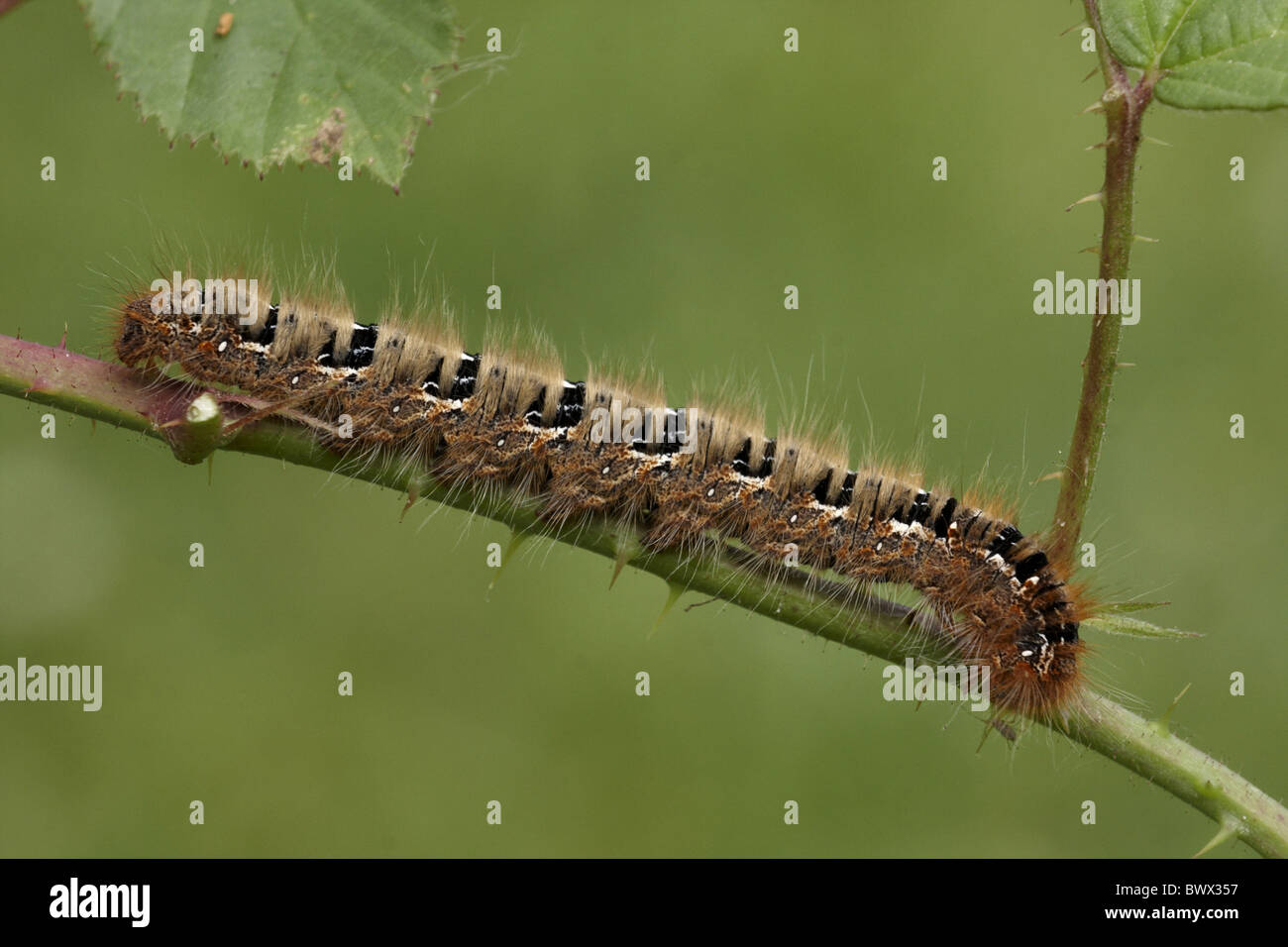 animal animals moth moths lepidoptera insect insects invertebrate ...